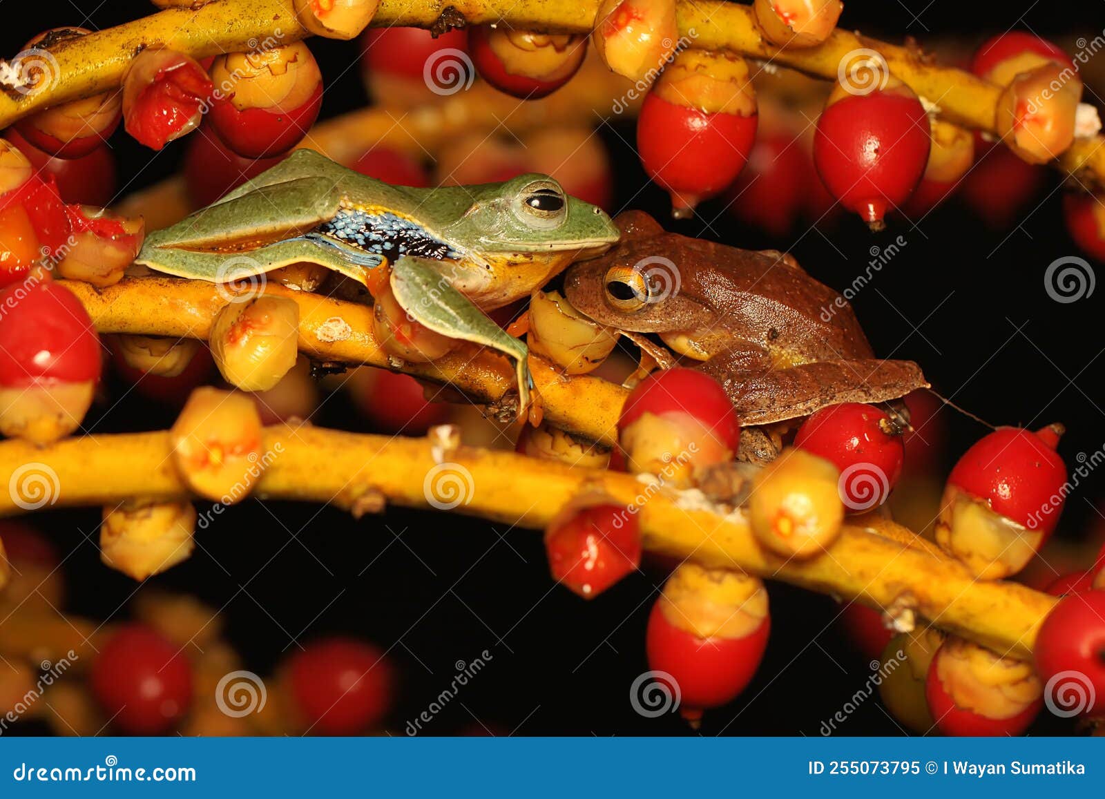 Two Green Tree Frogs are Hunting for Prey in a Group of Palms. Stock ...