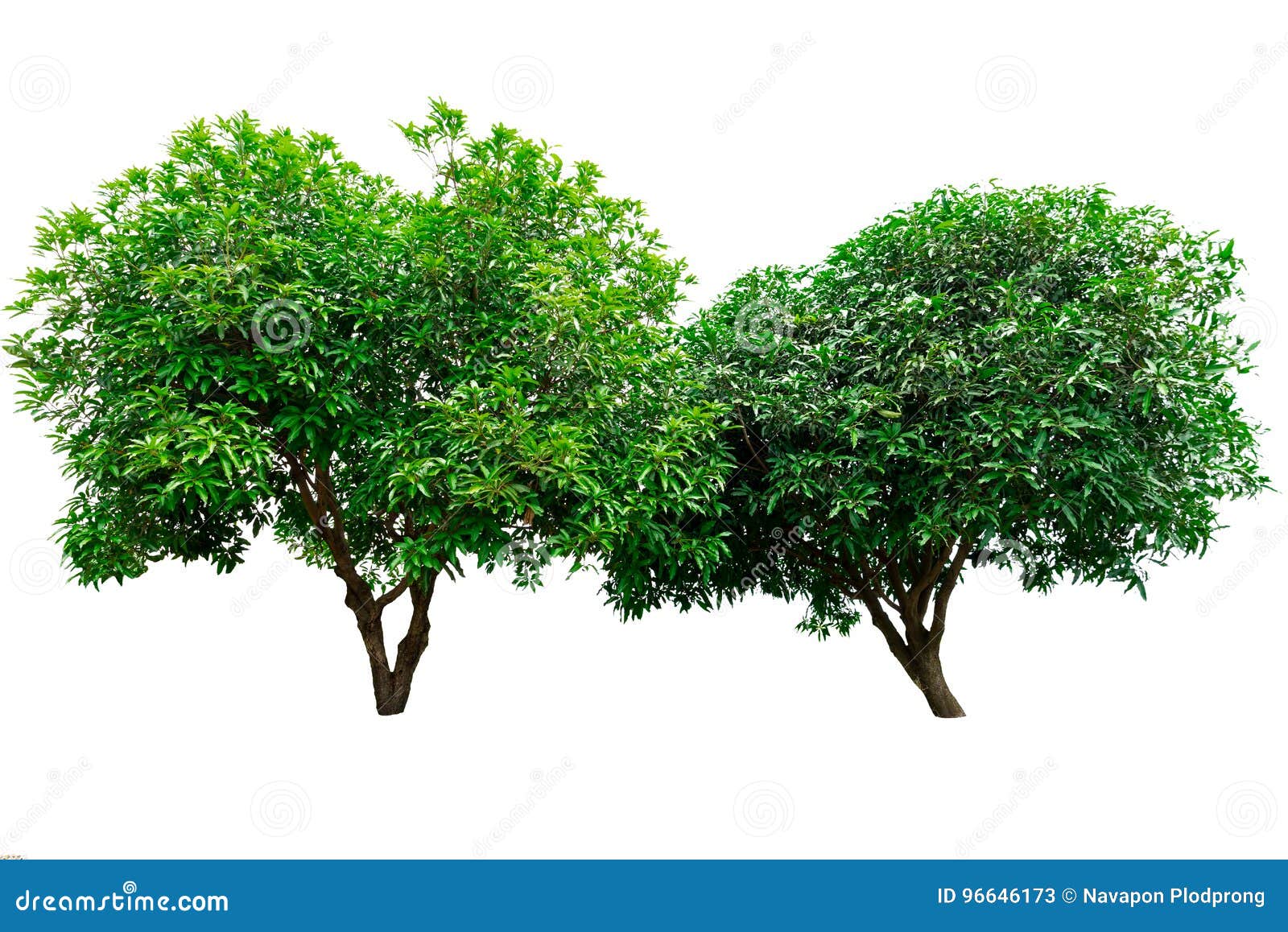 Two green tree isolated. stock image. Image of large - 96646173
