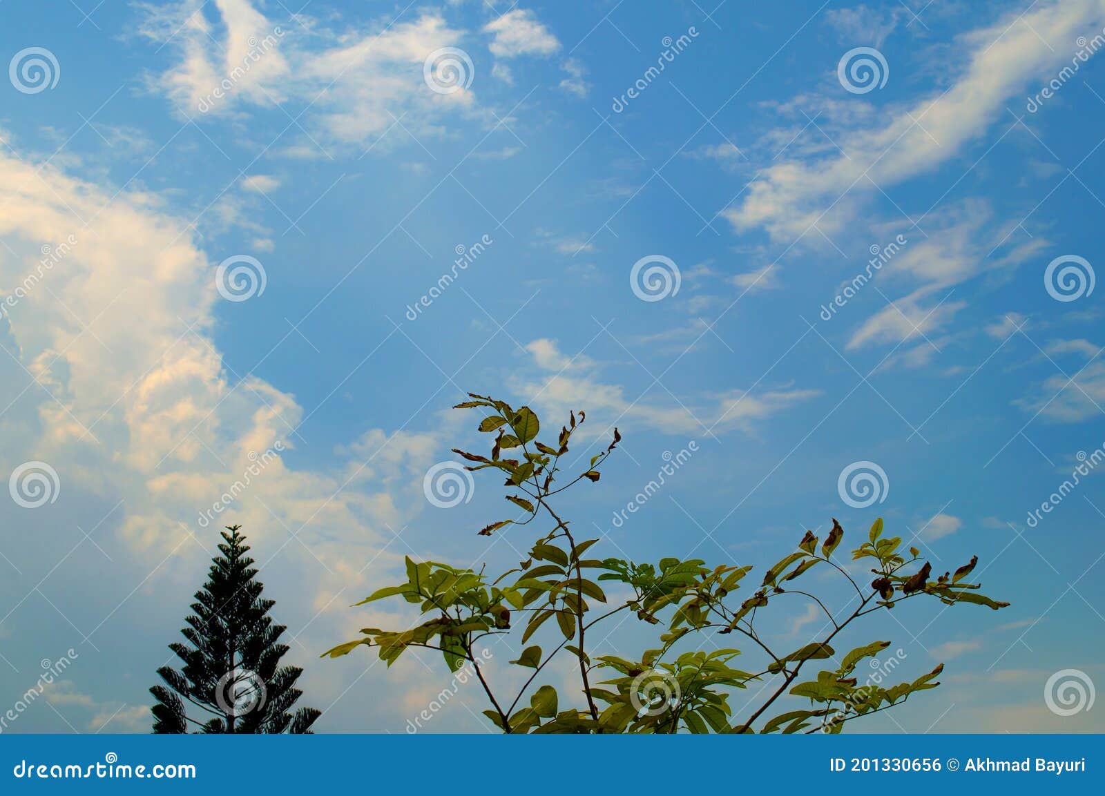 Two green trees stock. stock photo. Image of green, clear - 201330656