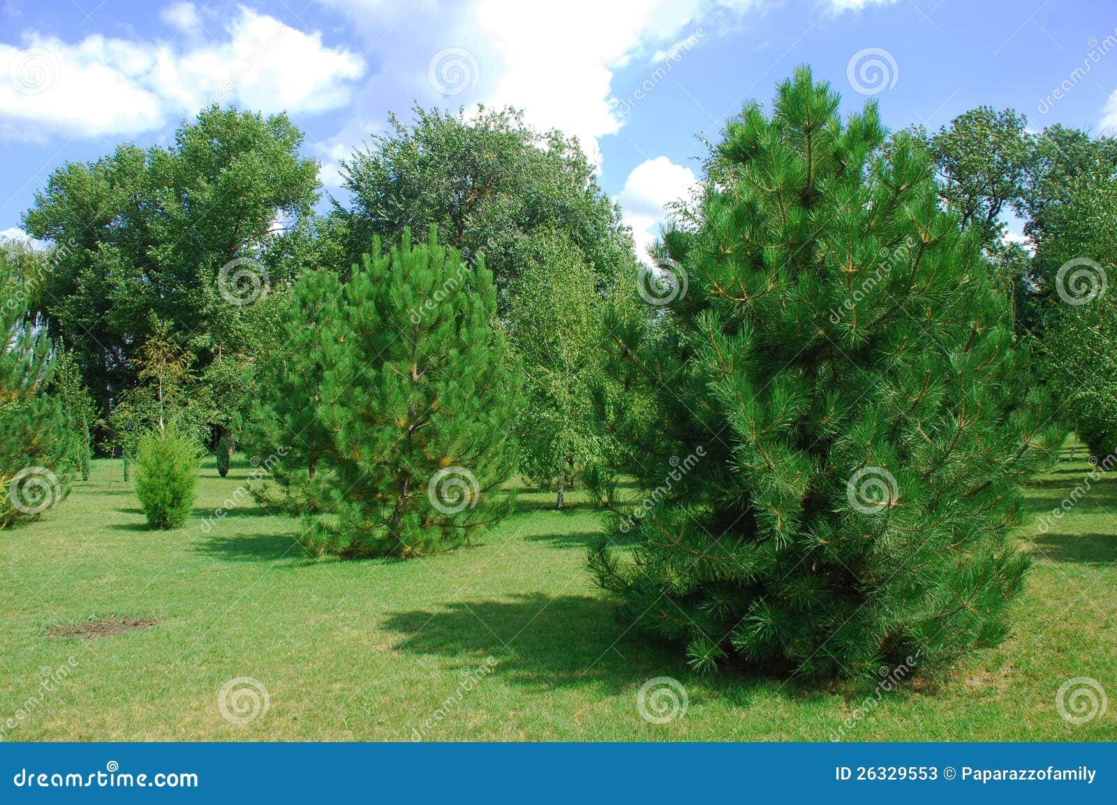 Two Green Trees in the Foreground Stock Image - Image of fast, clean ...