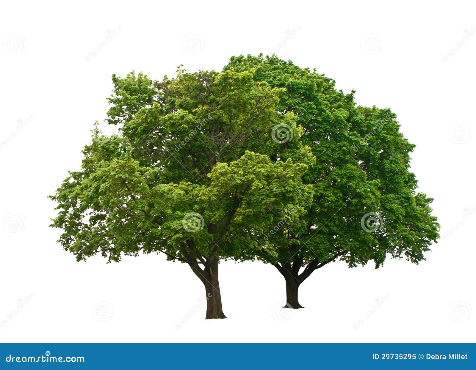 Green trees stock image. Image of white, green, branches - 29735295
