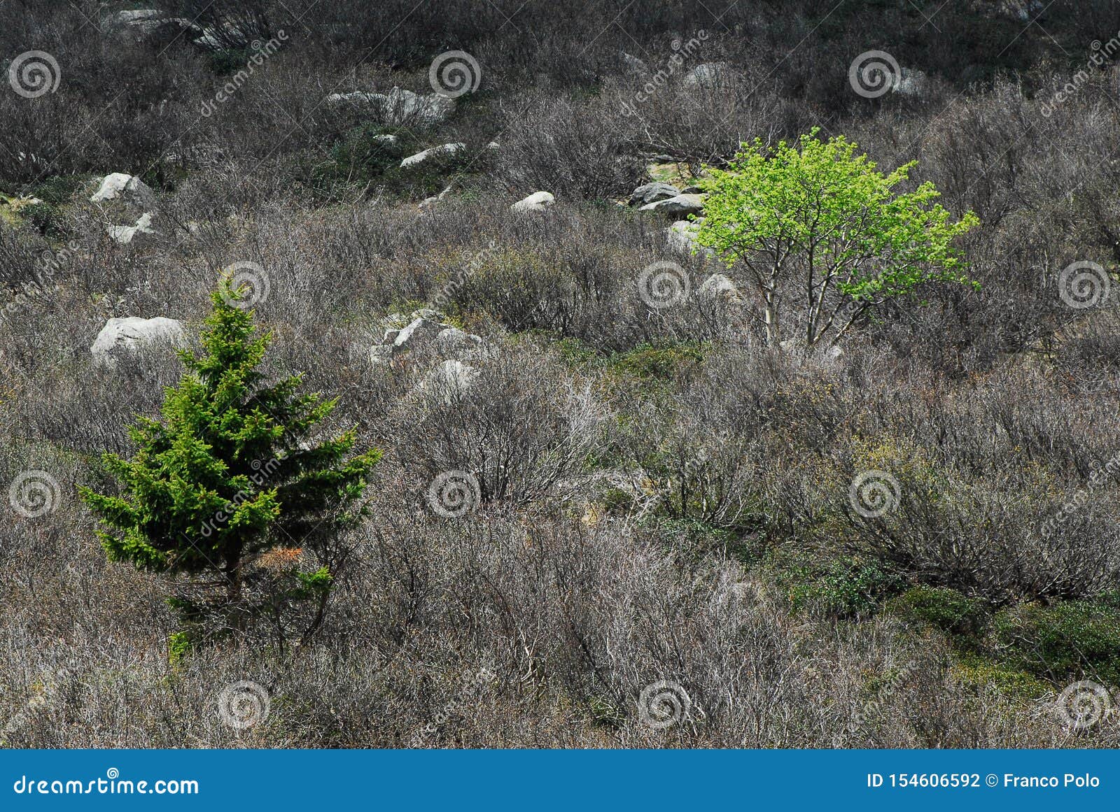 Two Green Trees in a Monochromatic Background Stock Photo - Image of ...