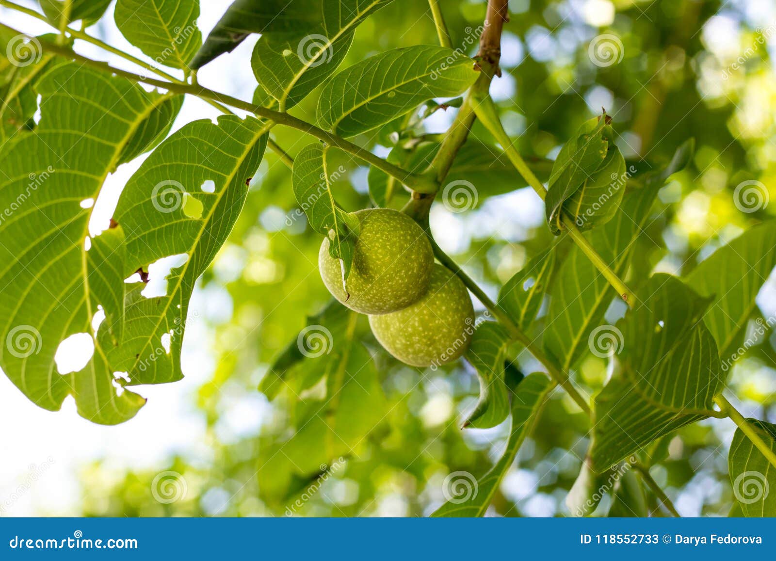 Two Green Walnut Growing on a Tree Branch Close Up Stock Image - Image ...