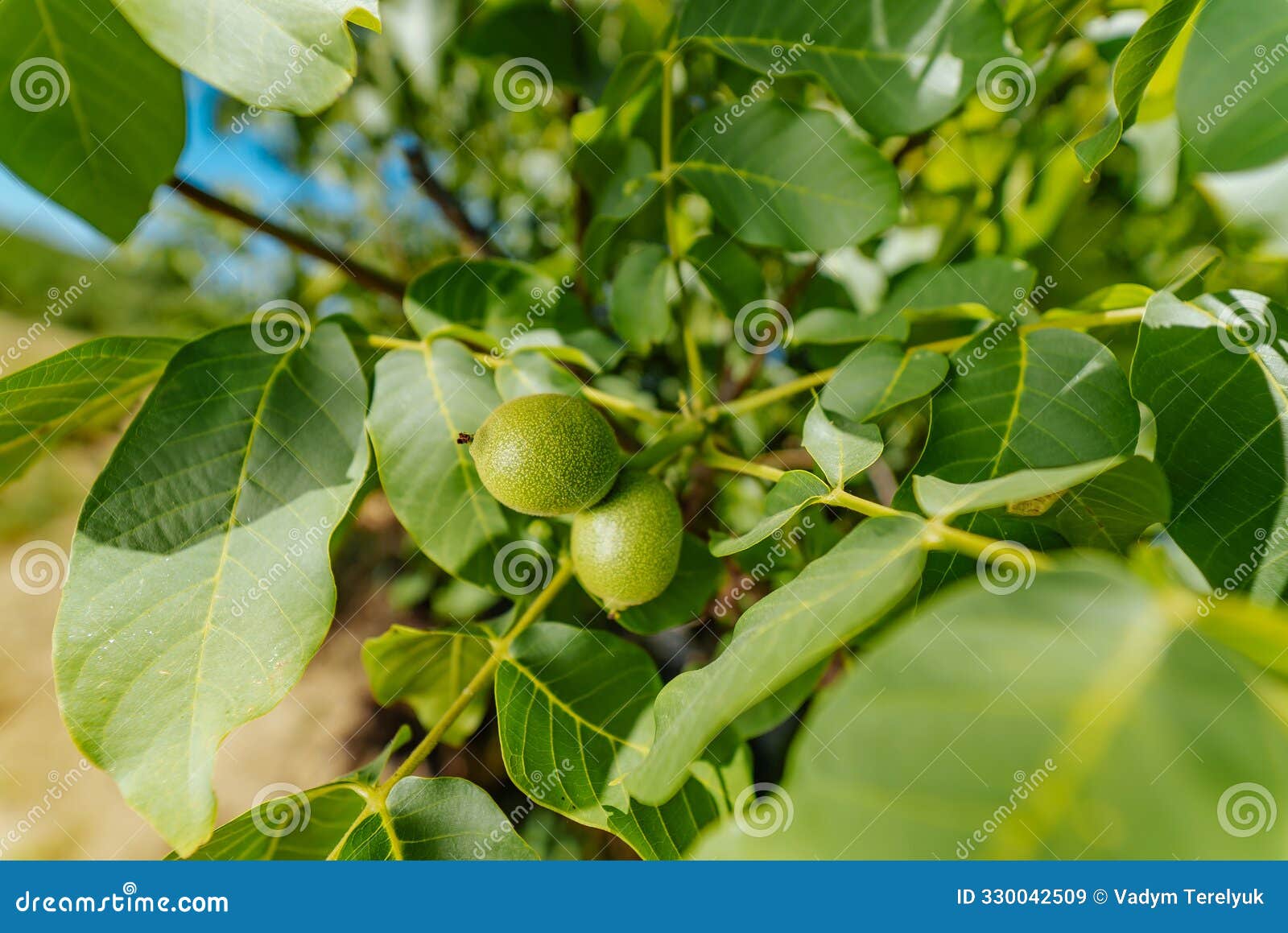 Two Green Walnut Growing on a Tree Branch Close Up. Stock Image - Image ...