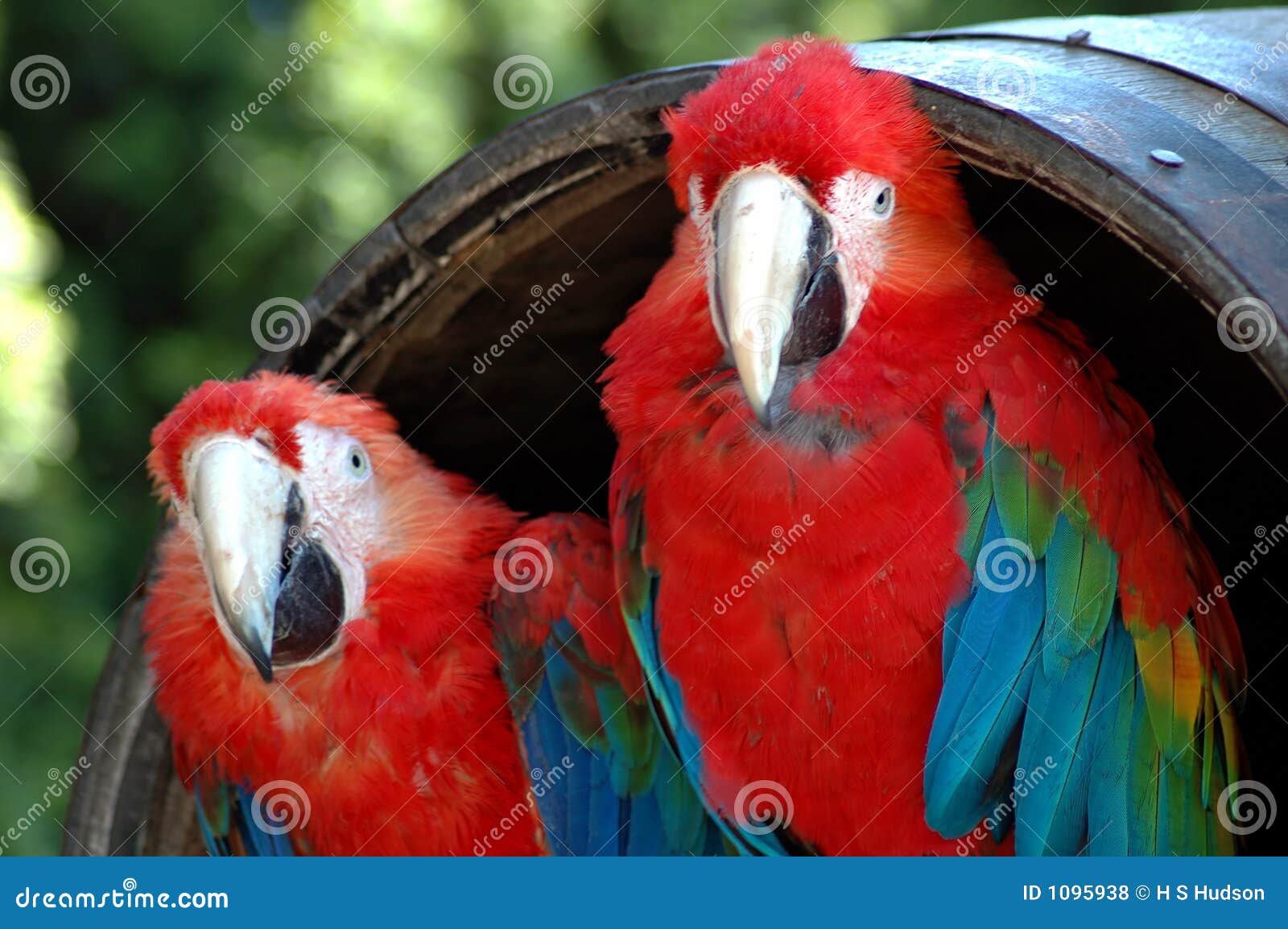 Two Green Winged Macaws stock photo. Image of pair, beaks - 1095938