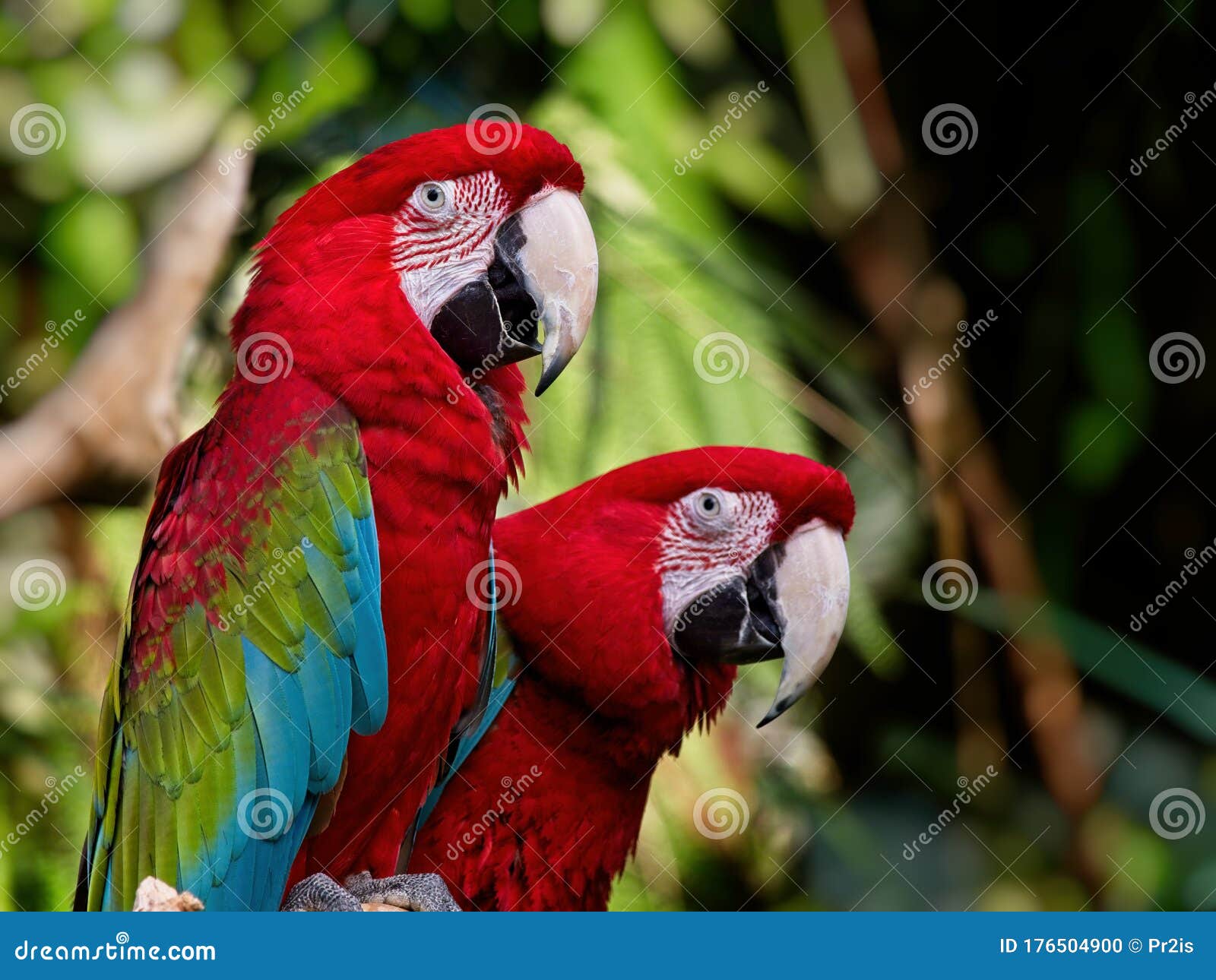 Two green-winged macaws stock photo. Image of mate, preen - 176504900