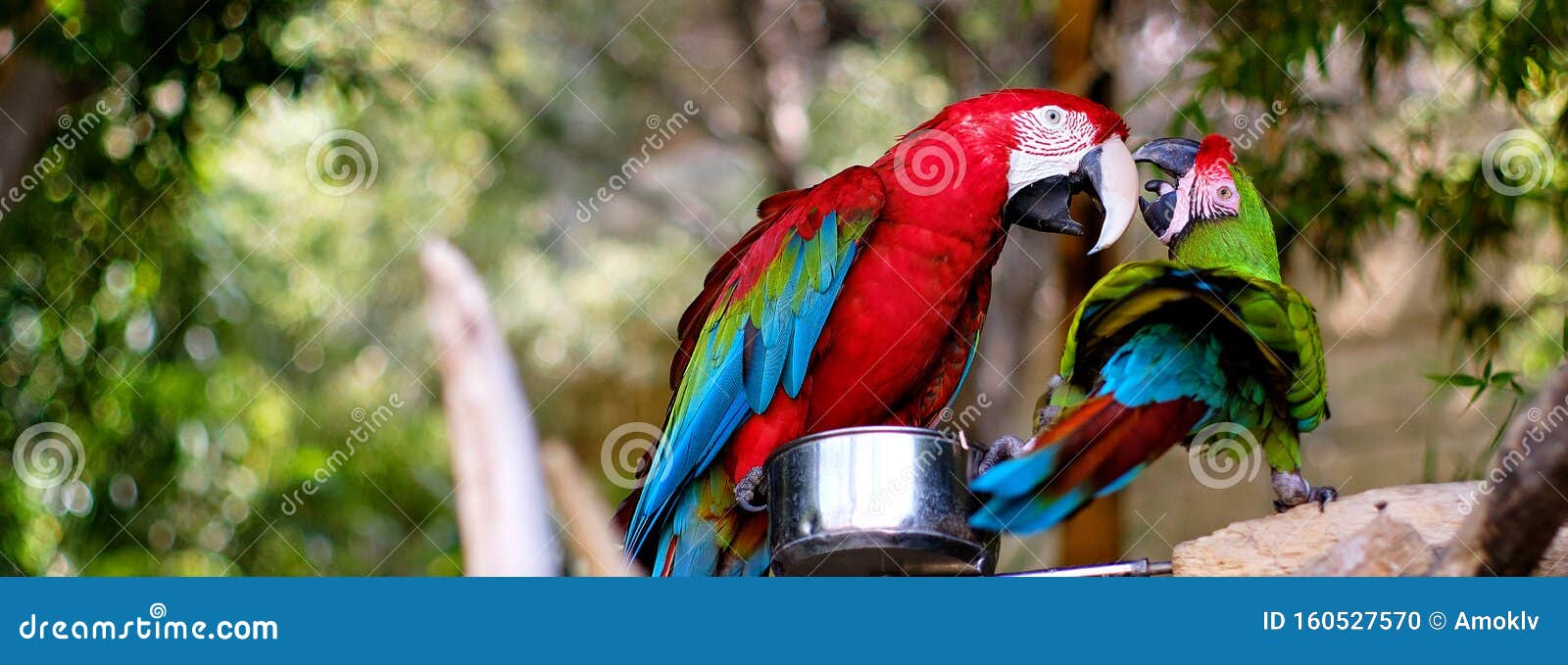 Two Green-winged Macaws Outdoors Stock Photo - Image of exotic, natural ...