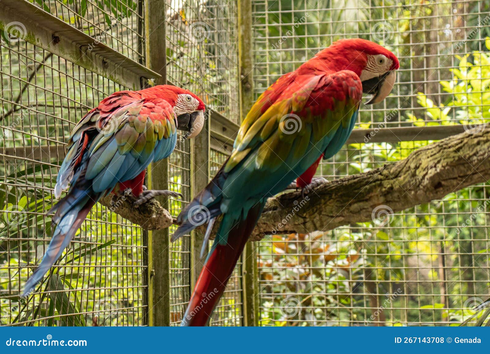 Two Green-winged Macaws Playing Stock Photo - Image of portrait, away ...