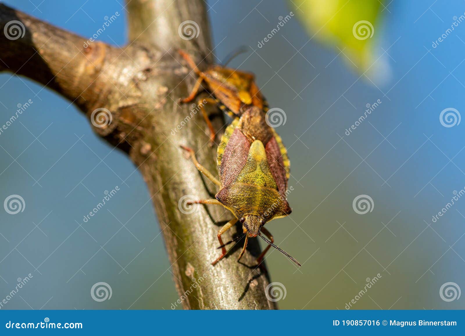 Shield Bugs Mating in Spring Sunlight Stock Photo - Image of sunny ...
