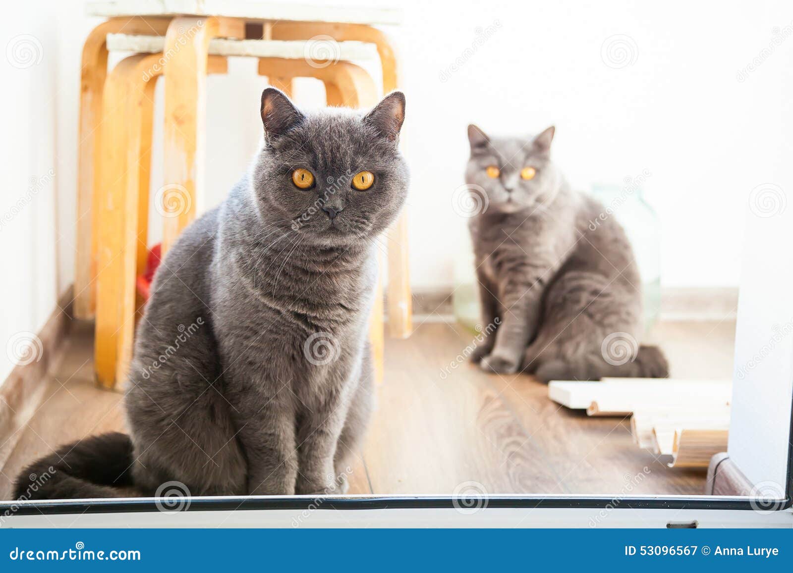 Two grey british cats stock image. Image of looking, grey - 53096567