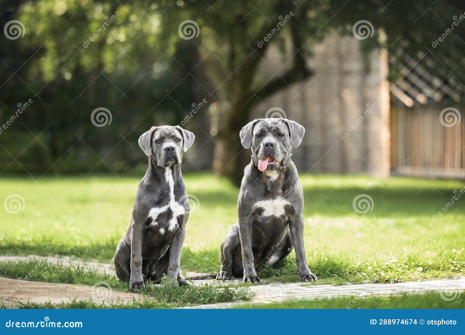 Two Grey Cane Corso Dogs Sitting in the Backyard Together Stock Photo ...
