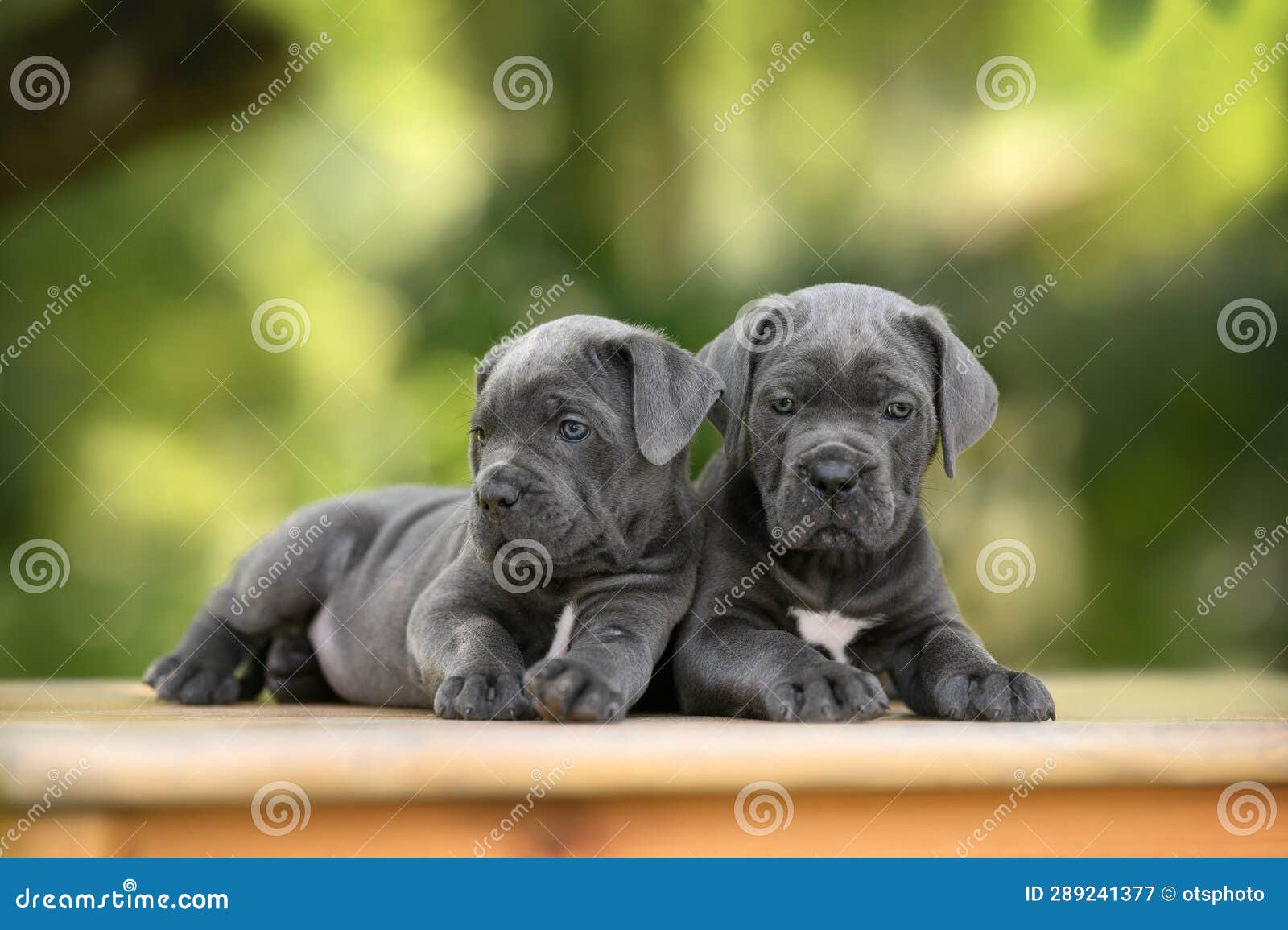 Two Grey Cane Corso Puppies Lying Together Outdoors Stock Image - Image ...