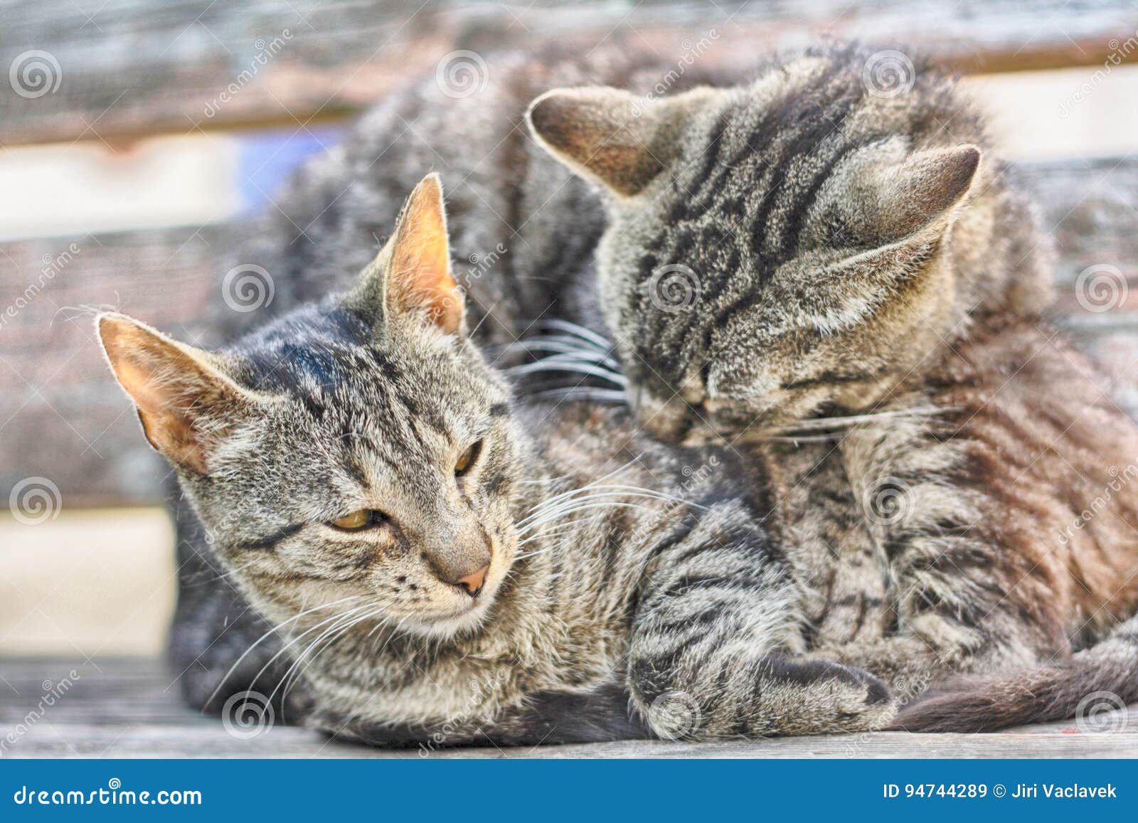 Two grey cats stock image. Image of breed, smoke, beautiful - 94744289