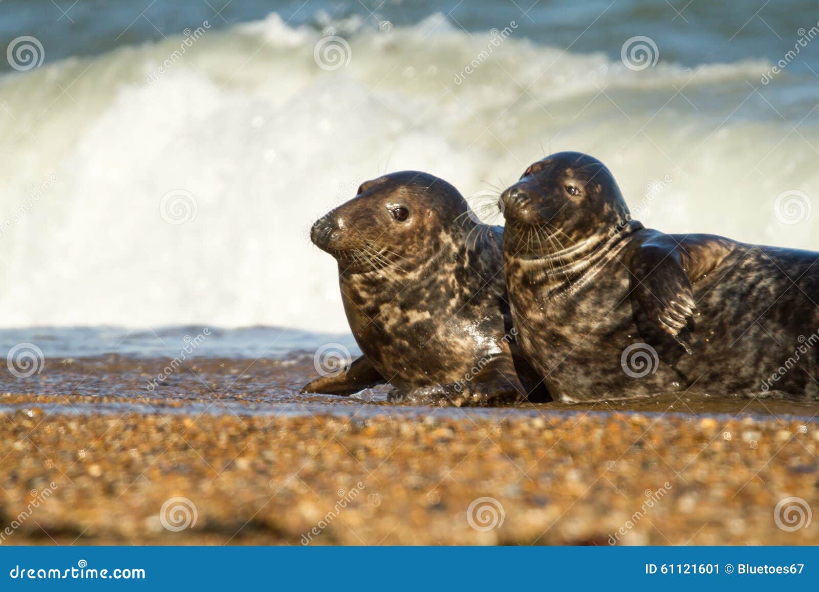 Two Grey Common Seal on Beach Playing Stock Image - Image of horsehead ...