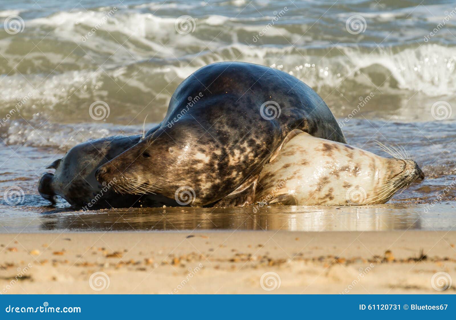 Two Grey Common Seal on Beach Playing Stock Image - Image of laying ...