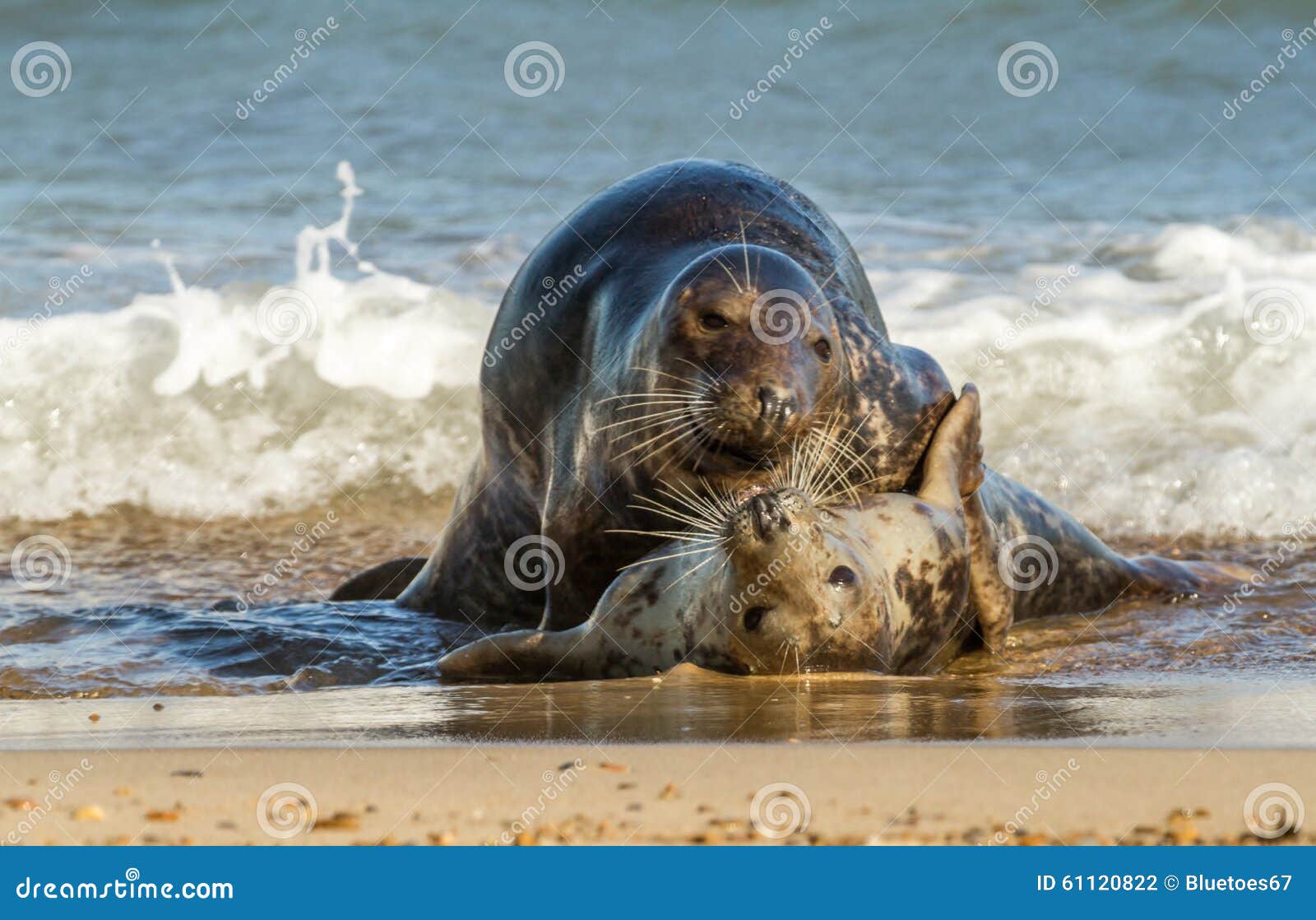 Two Grey Common Seal on Beach Playing Stock Photo - Image of grypus ...