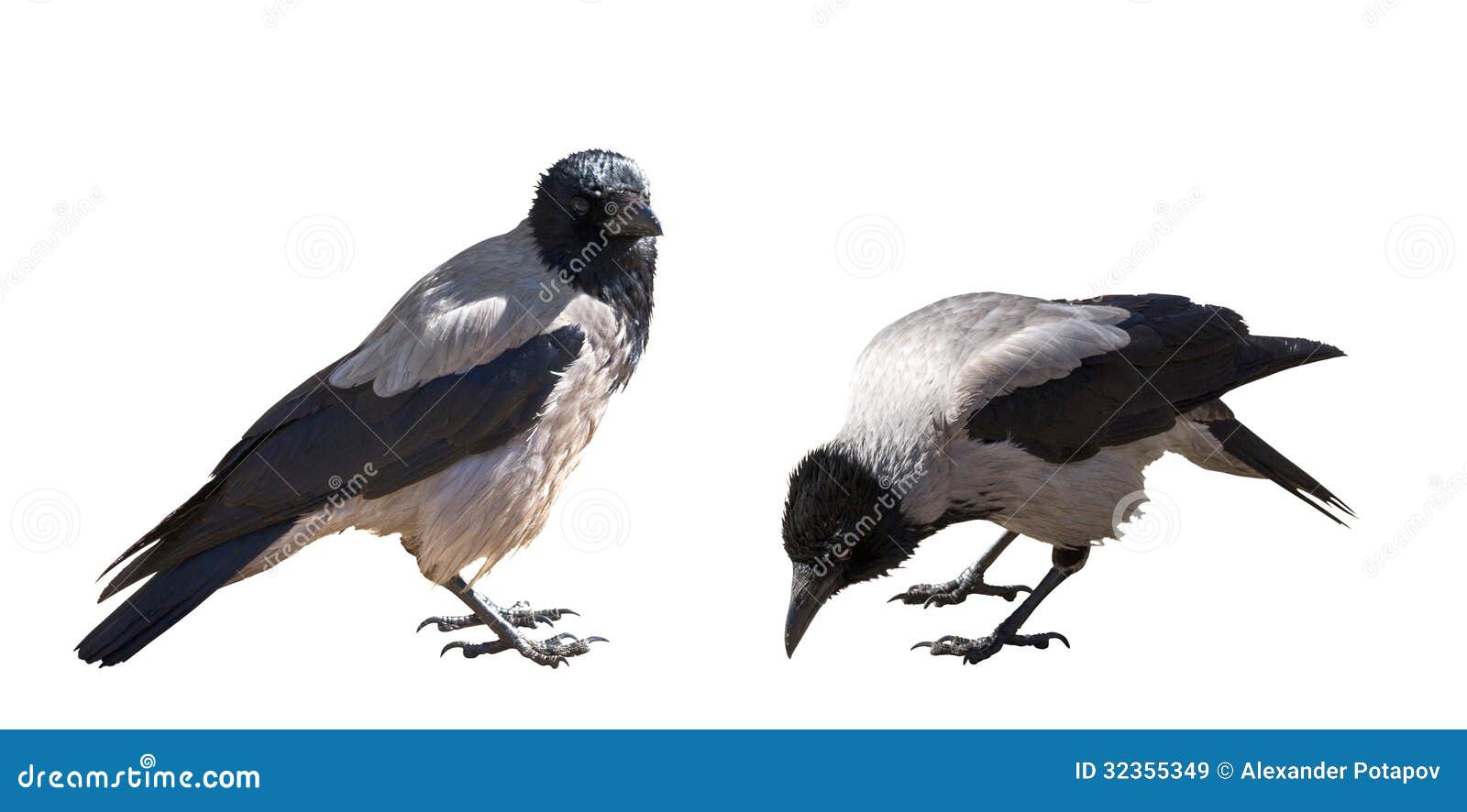 Two Grey Crows Isolated on White Stock Image - Image of animals, bird ...