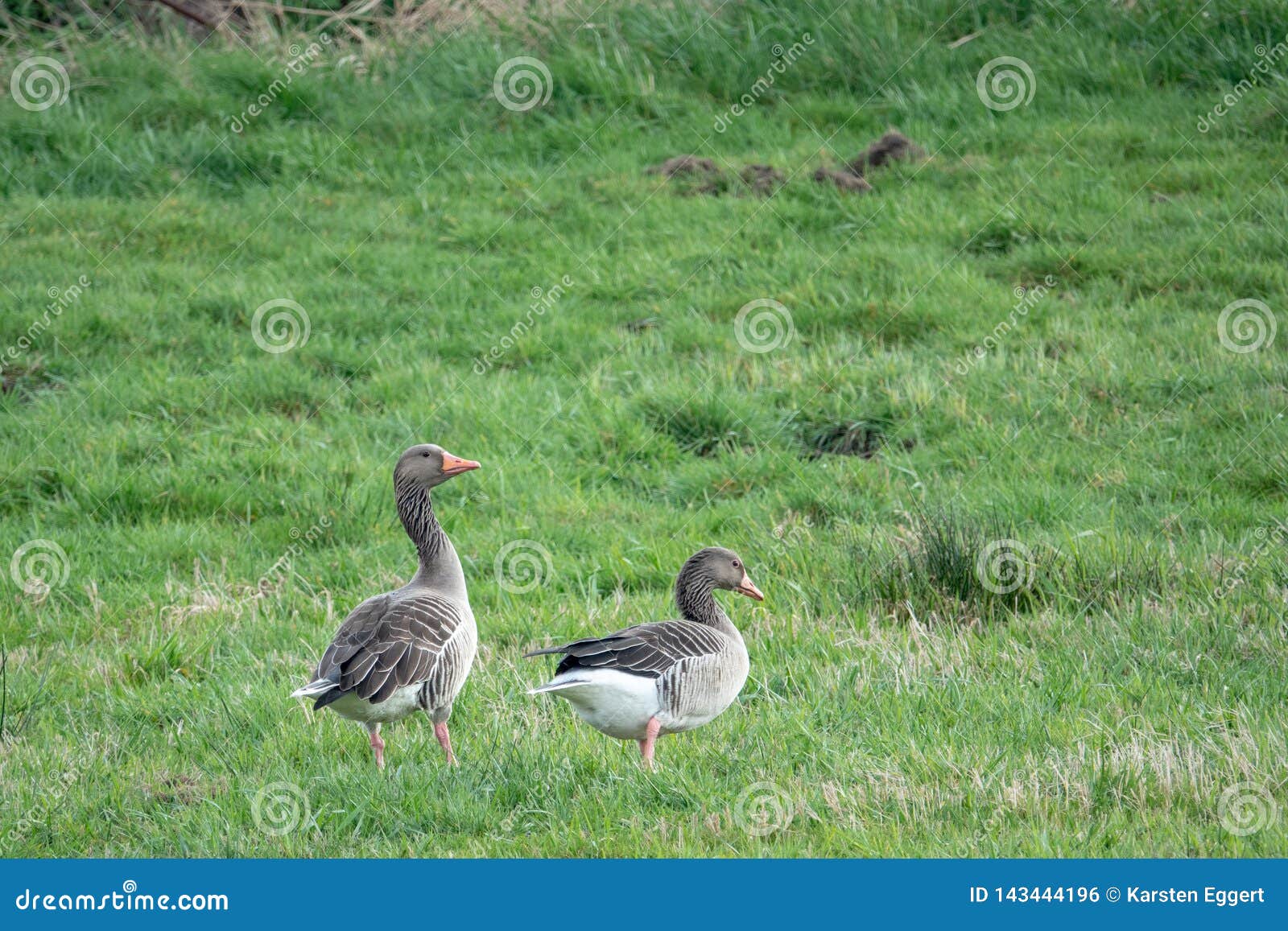 2 Grey Geese Stand on a Meadow and Cackle and Eat Stock Photo - Image ...