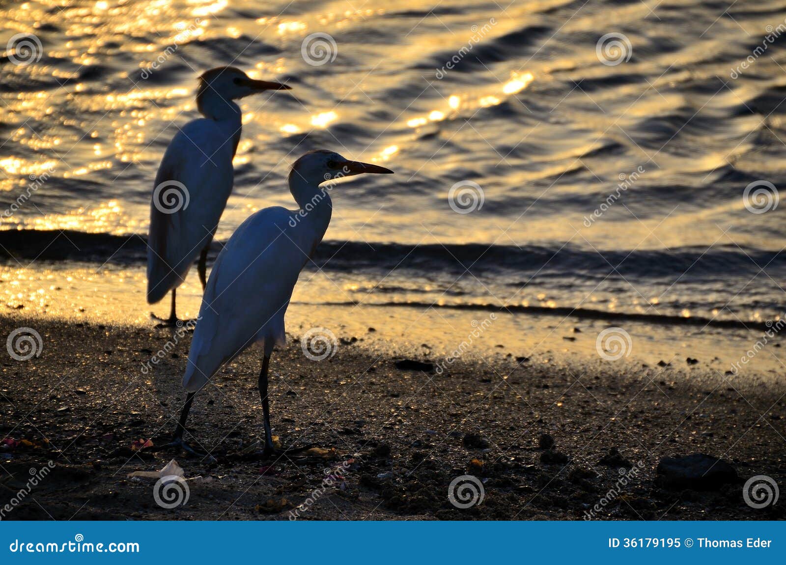 Two Grey Heron at Sunset at the Beach Stock Image - Image of quiet ...