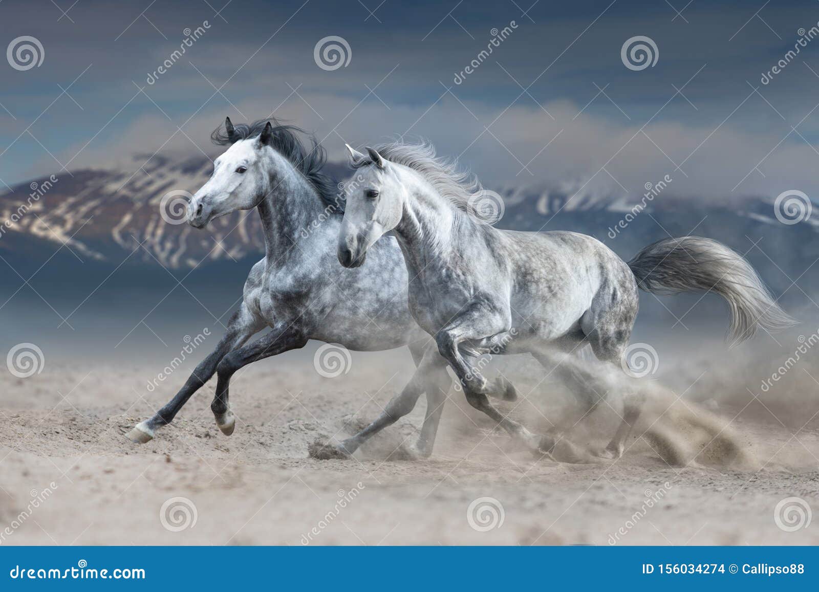 Two grey horse stock photo. Image of animal, equestrian - 156034274