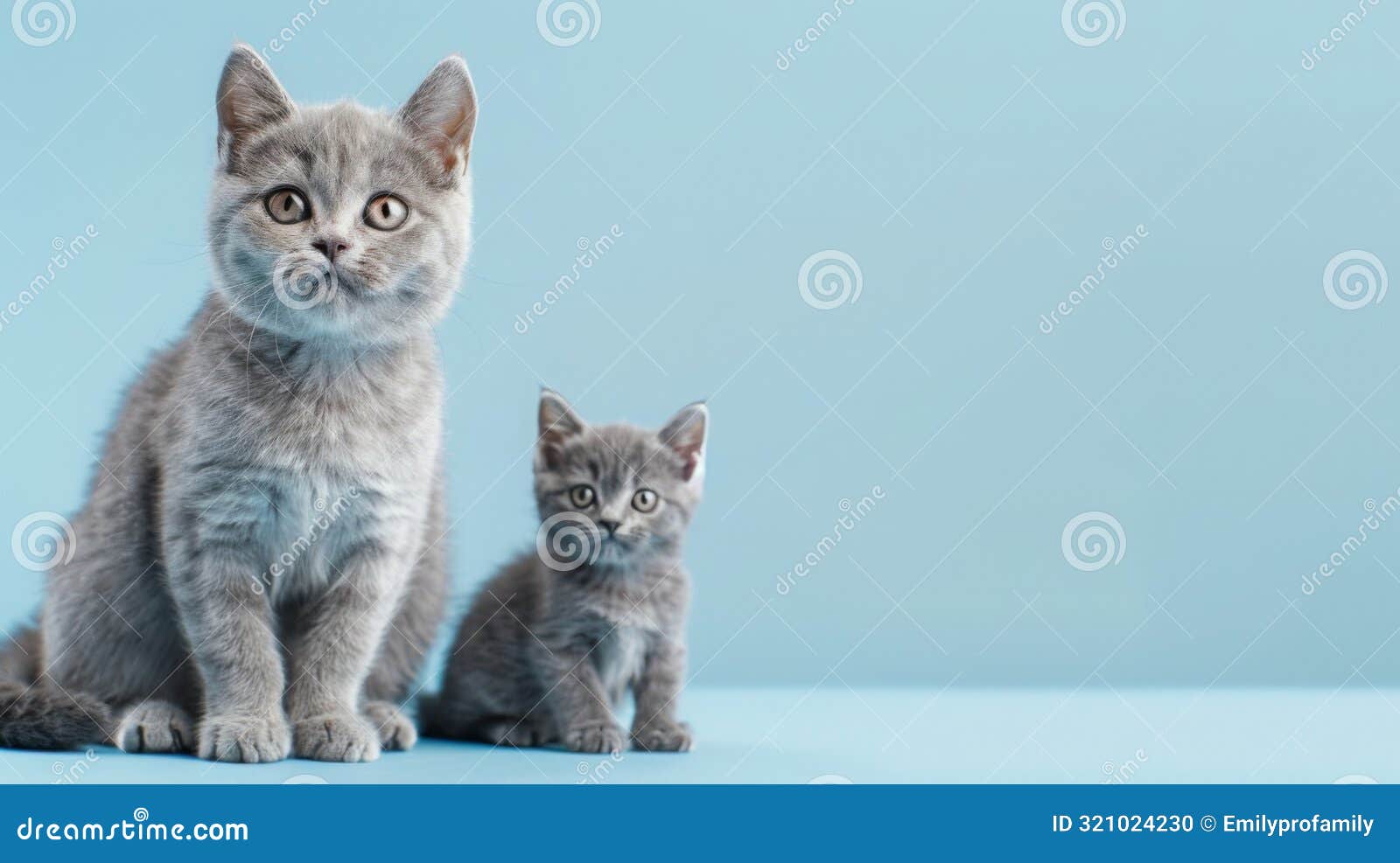 Two Grey Kittens Sitting on Blue Background Stock Photo - Image of ...
