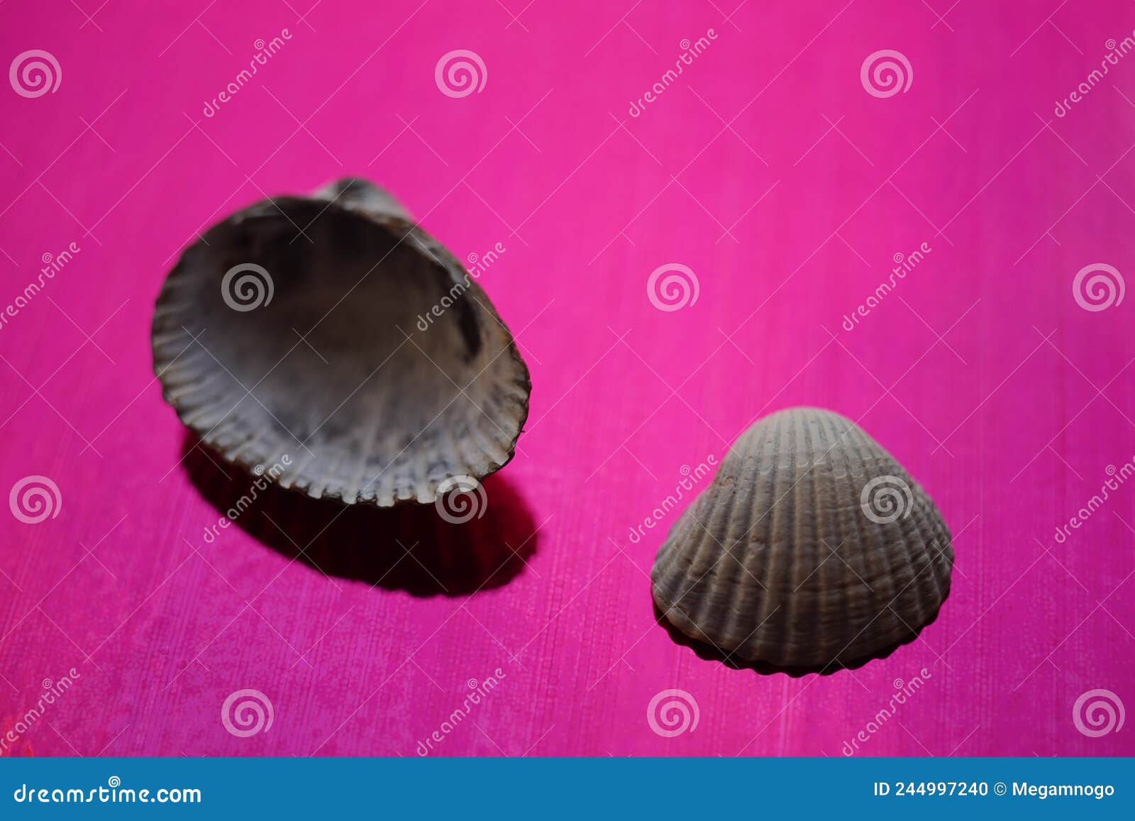 Two Grey Seashells on an Vivid Pink Table Stock Photo - Image of marine ...