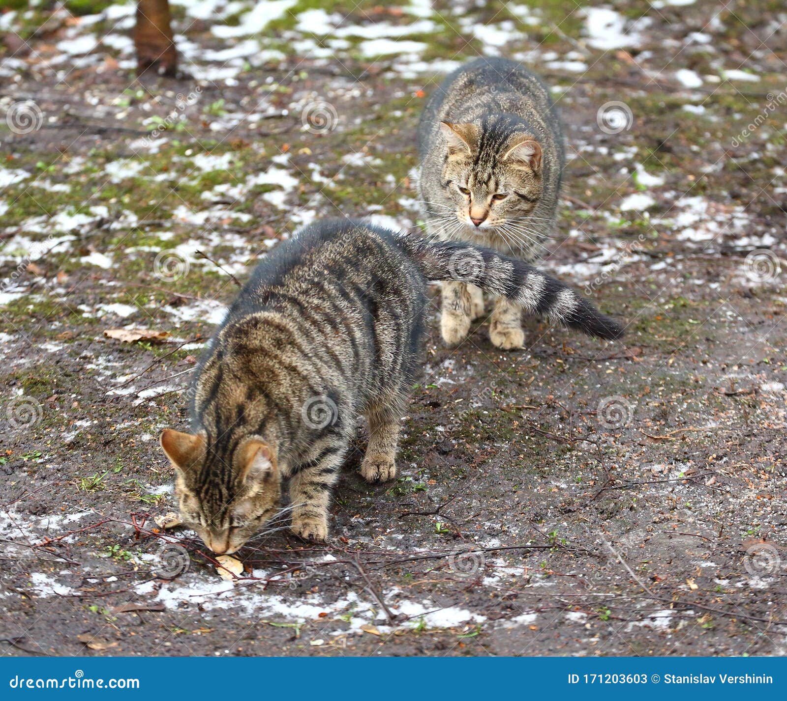 Two Grey Tabby Cats on Spring Land Stock Image - Image of cats ...