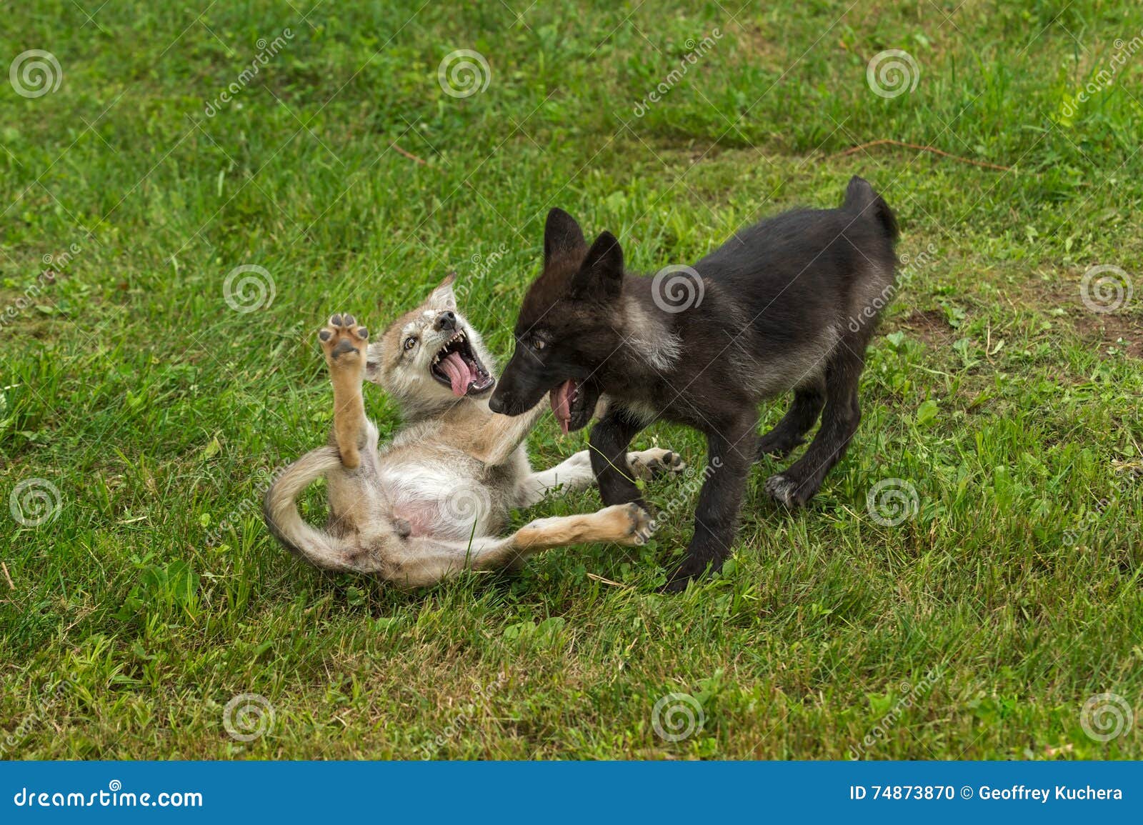 Two Grey Wolf Pups (Canis Lupus) Play Stock Photo - Image of play ...