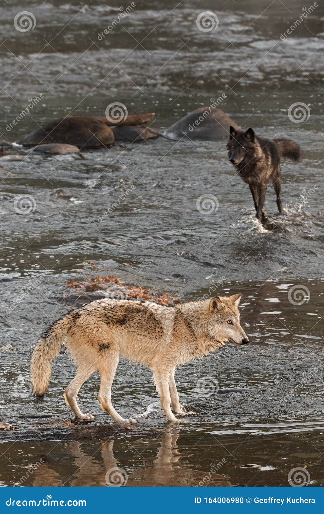 Two Grey Wolves Canis Lupus in River Autumn Stock Photo - Image of grey ...