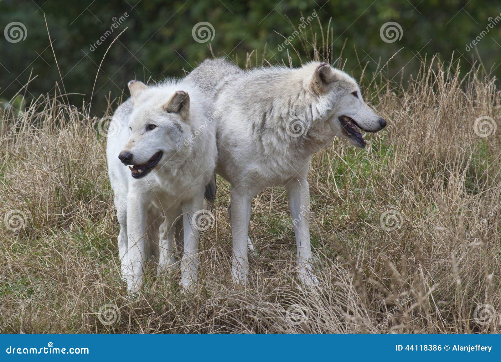 Two Grey Wolves stock photo. Image of wolf, canine, grey - 44118386