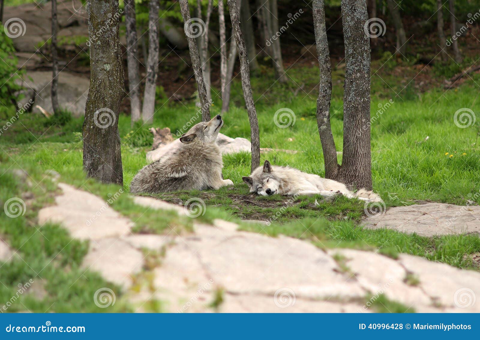 Two grey wolves stock photo. Image of relaxing, pair - 40996428