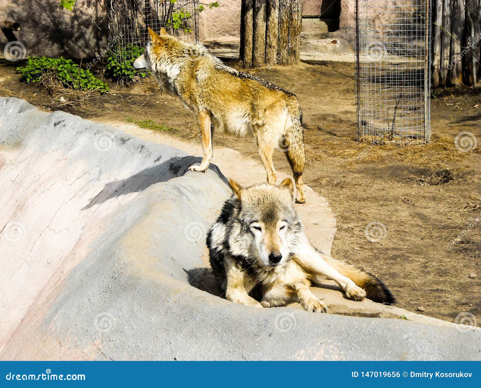 Two grey wolves at the zoo stock photo. Image of forest - 147019656