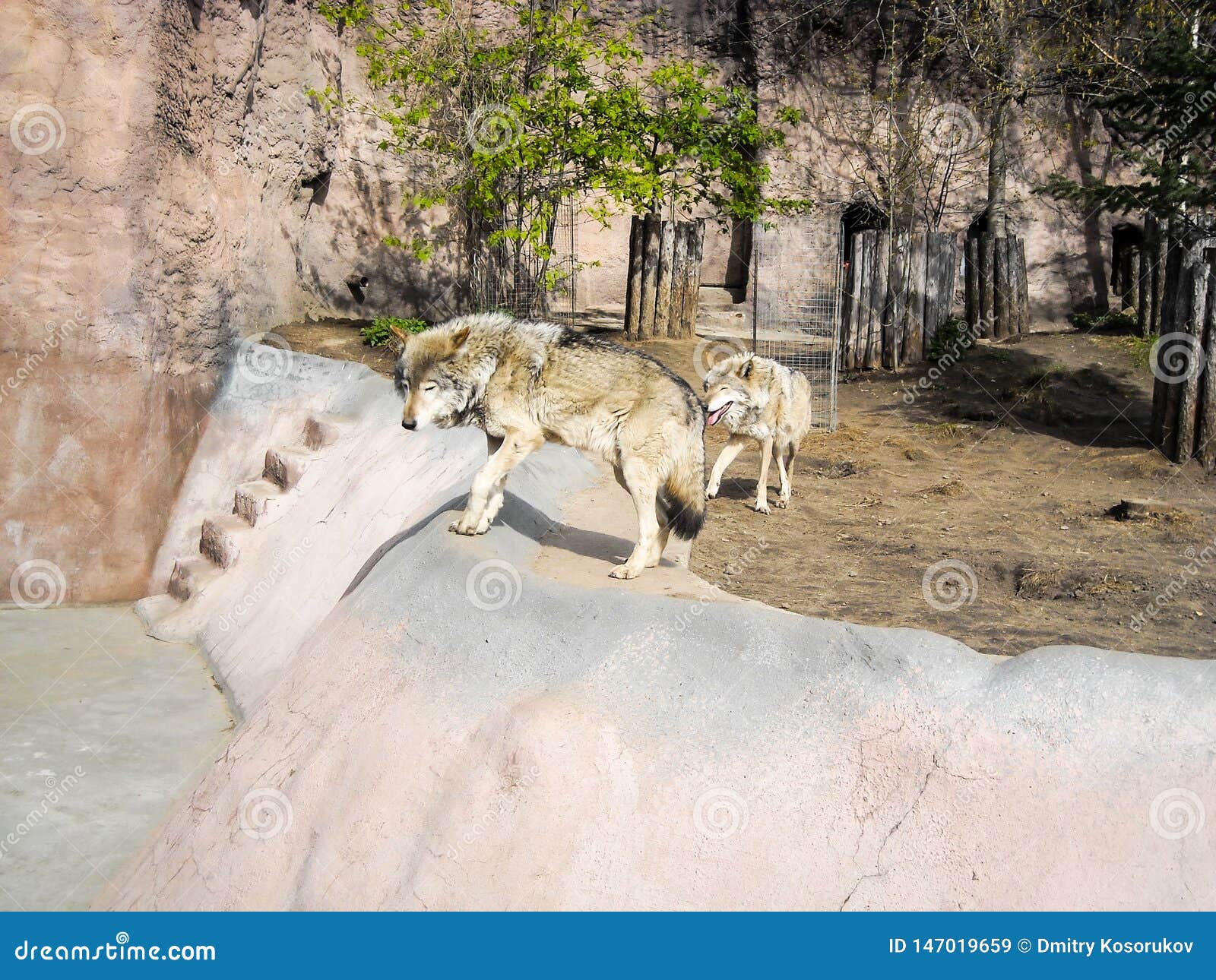 Two grey wolves at the zoo stock image. Image of canine - 147019659