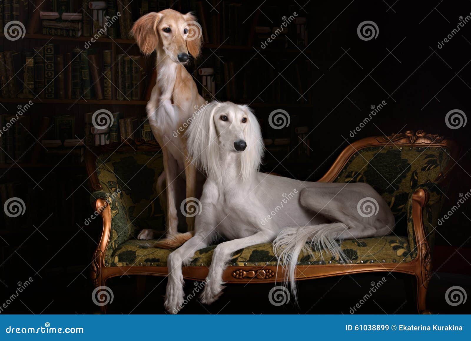 Two Greyhound Saluki Dog in Royal Interior Stock Image - Image of ...