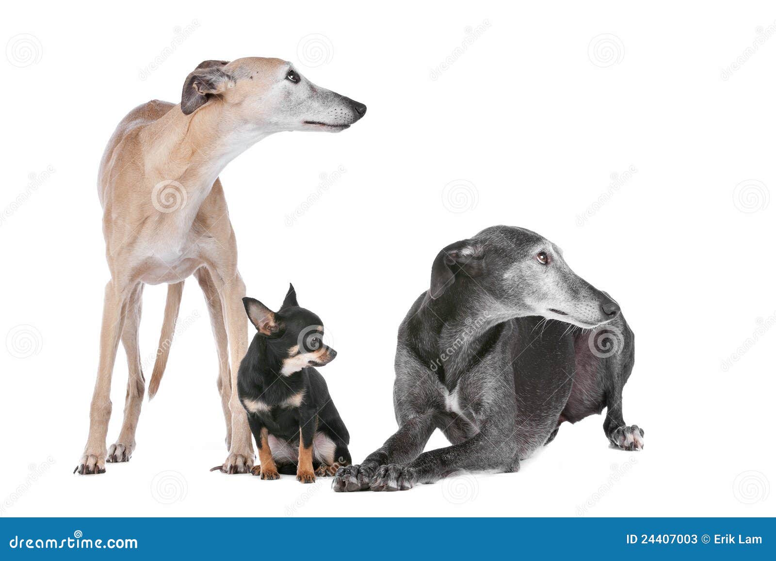 Two Greyhounds and a Chihuahua Stock Image - Image of hounds ...