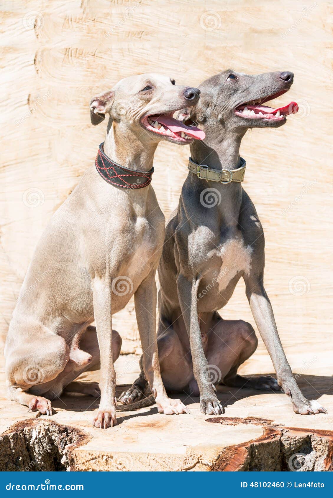 Two greyhounds stock photo. Image of cute, outdoors, side - 48102460