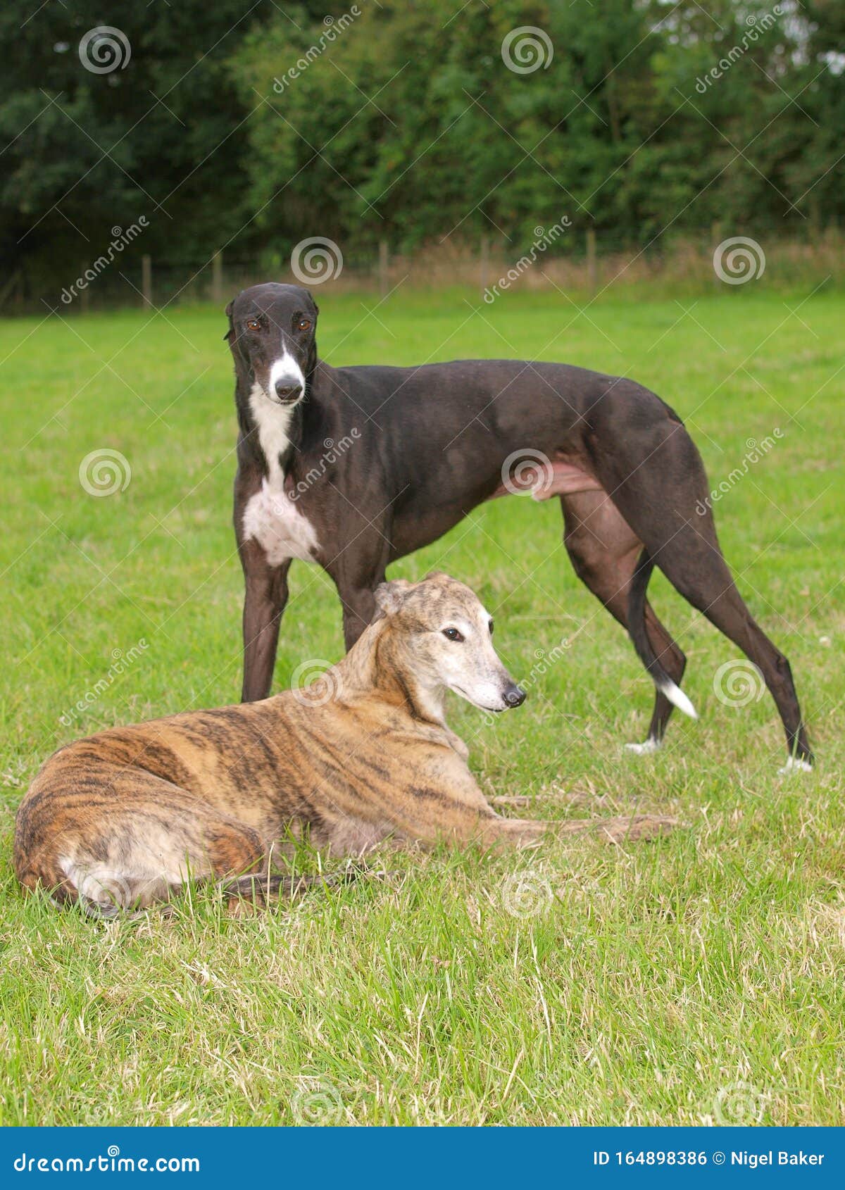 Two Greyhounds stock photo. Image of loyal, canine, greyhound - 164898386