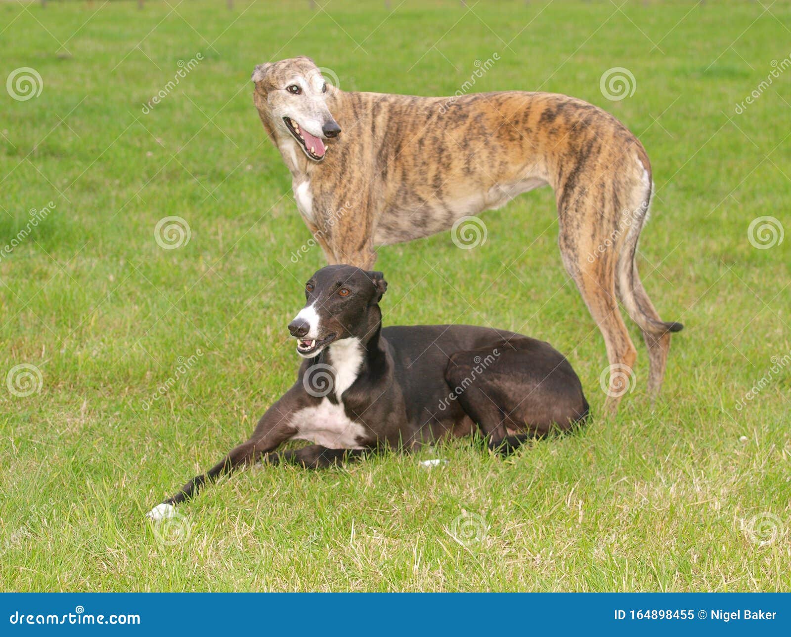 Two Greyhounds stock image. Image of mouth, pack, brindle - 164898455