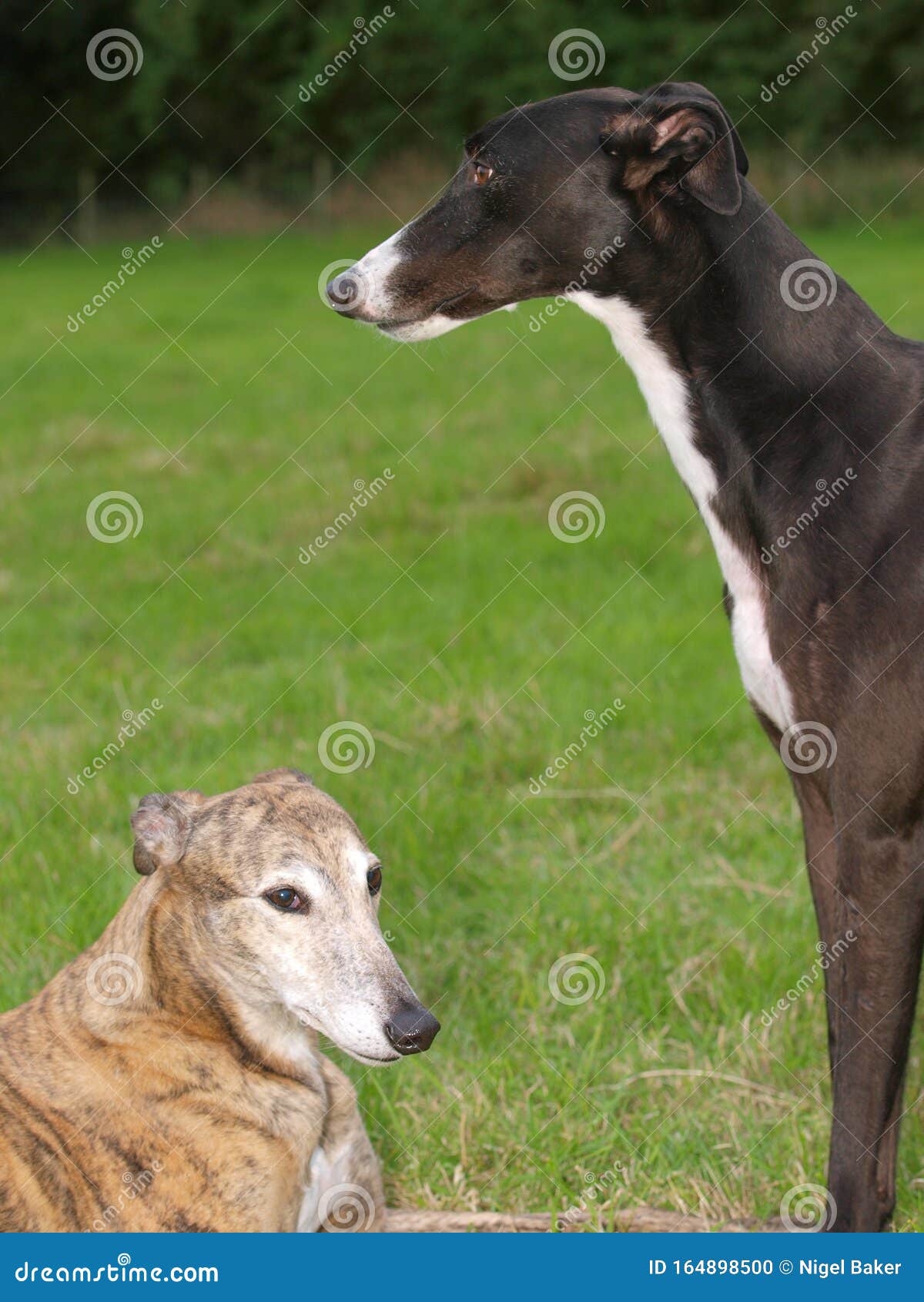 Two Greyhounds stock photo. Image of pets, racing, outside - 164898500