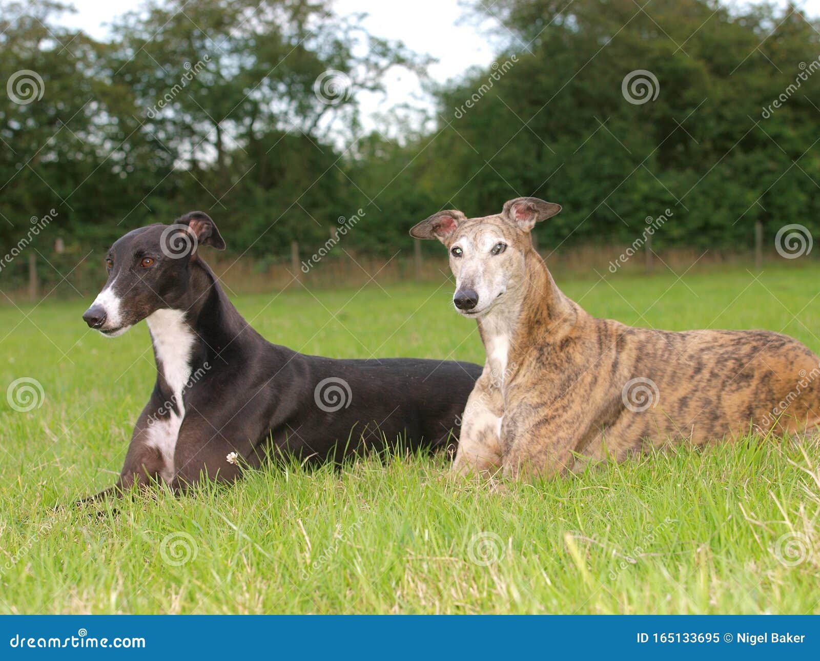 Two Greyhounds stock image. Image of pack, hound, beauty - 165133695