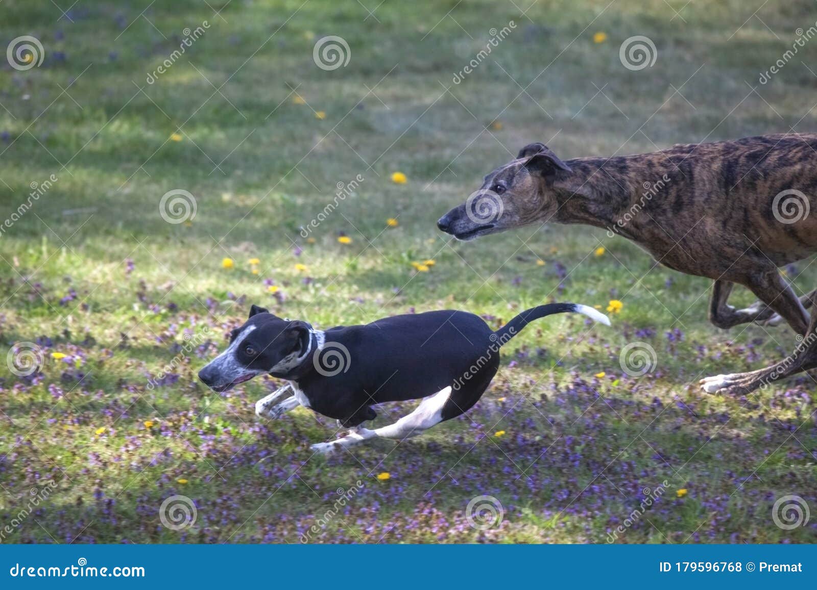 Two Greyhounds Running on Meadow Stock Photo - Image of cute, blurred ...