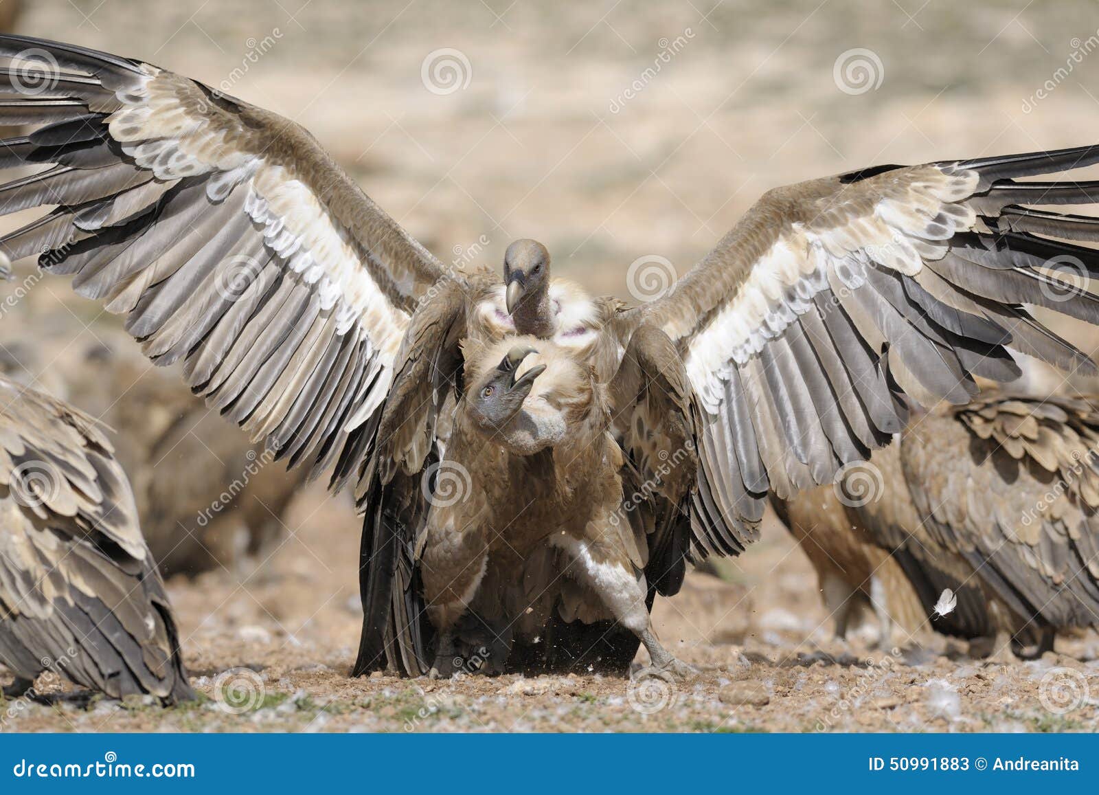 Two Griffon Vultures Fighting. Stock Image - Image of gyps, pread: 50991883