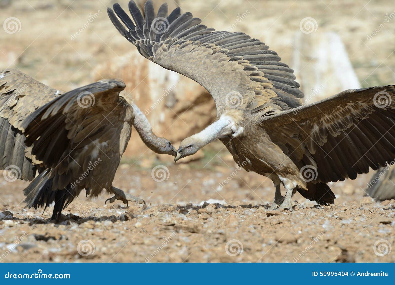 Vultures Attacking And Eating A Buffalo Carcass Stock Photography ...
