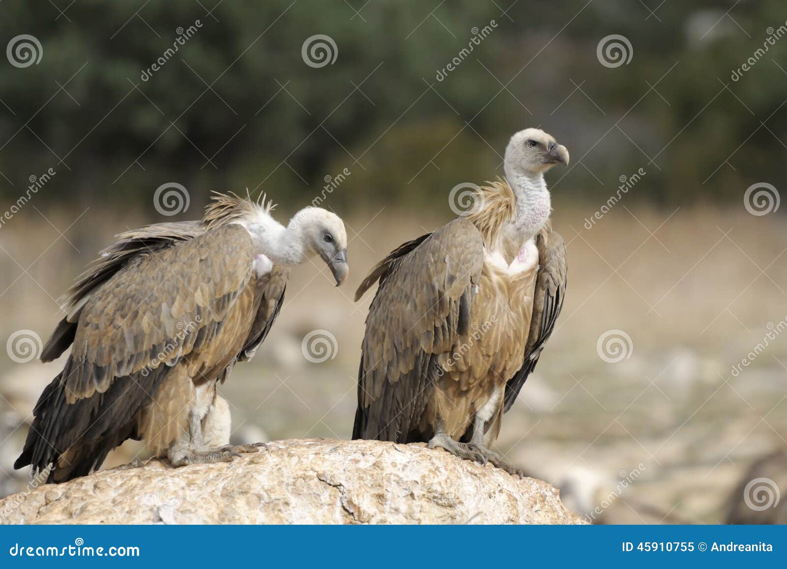 Two Griffon Vultures on a Rock. Stock Image - Image of mountain ...