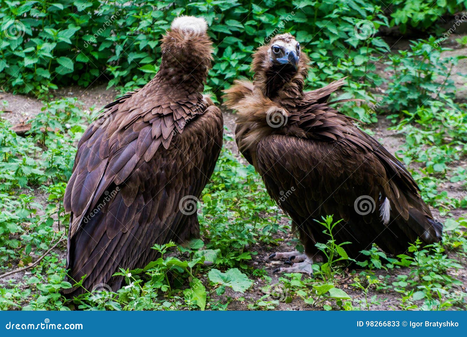 Two Griffons in the zoo stock image. Image of griffon - 98266833