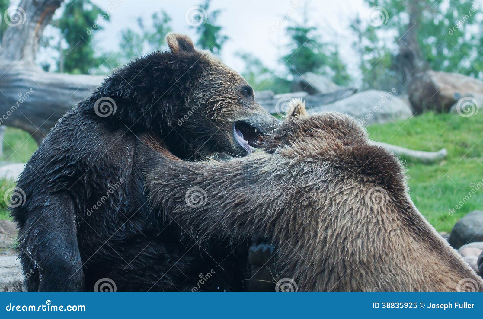 Two Grizzly (Brown) Bears Fight Stock Image - Image of bathing, battle ...