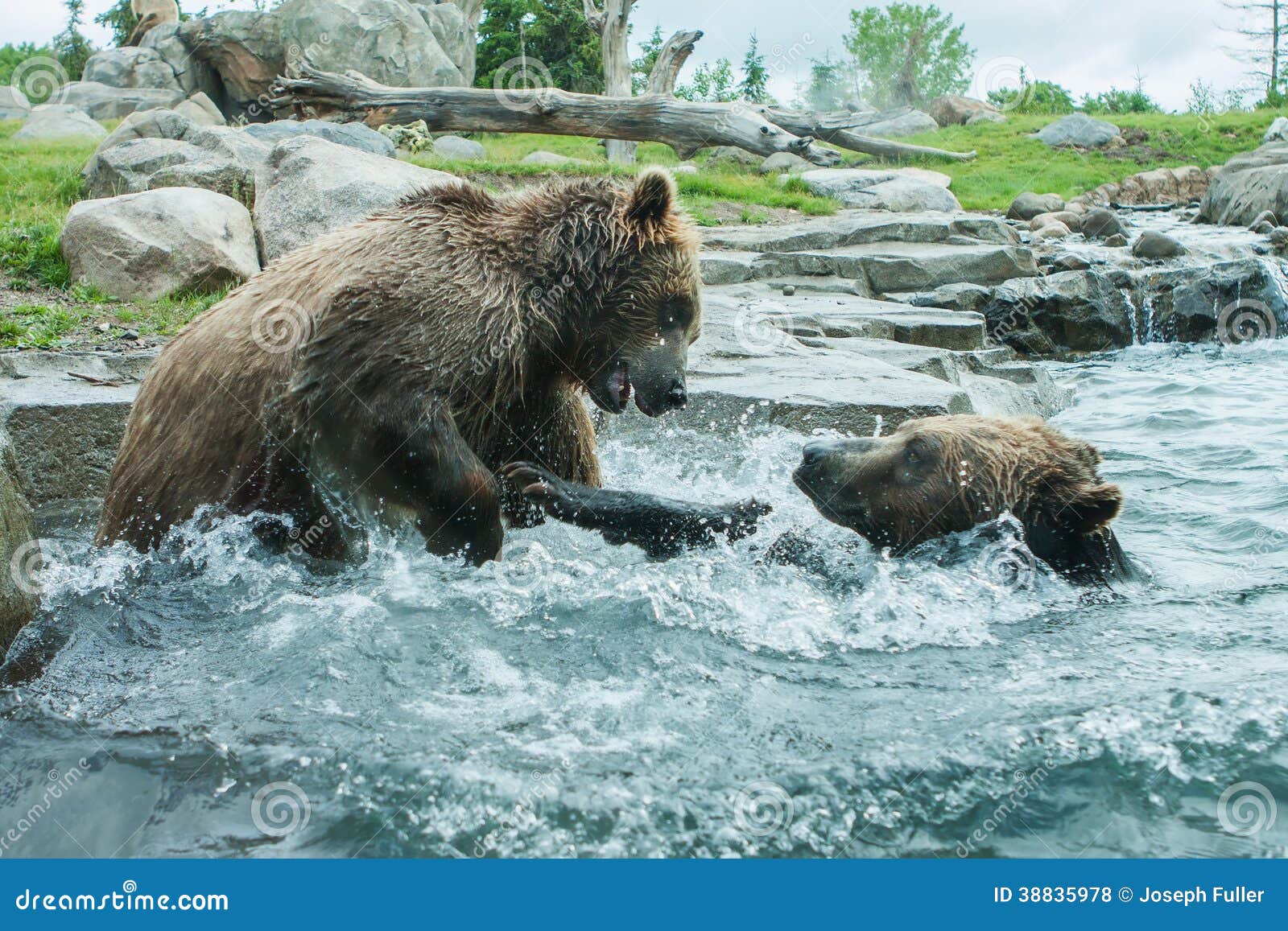Two Grizzly (Brown) Bears Fight Stock Photo - Image of kodiak, play ...