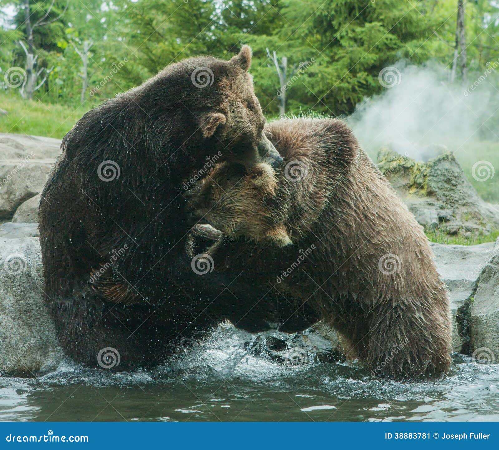 Two Grizzly (Brown) Bears Fight Stock Image - Image of carnivore ...