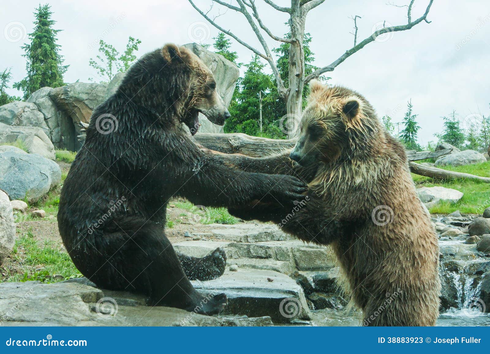 Grizzly (Brown) Bear Fight Royalty-Free Stock Image | CartoonDealer.com ...