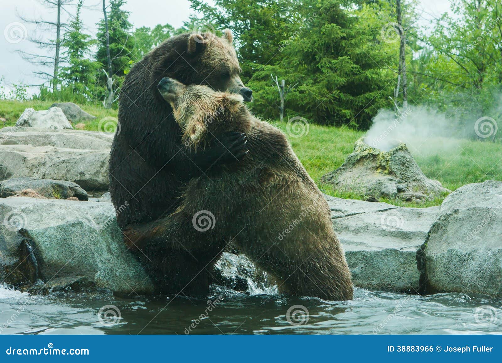 Two Grizzly (Brown) Bears Fight Stock Photo - Image of looking, kill ...